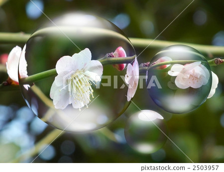 soap bubbles, soap bubble, ume - Stock Illustration [2503957] - PIXTA