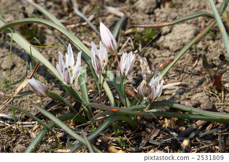 sugar beet, amana edulis, botanic - Stock Photo [2531809] - PIXTA