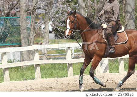 Stock Photo: equestrian, horseback riding, horse back riding - Stock ...