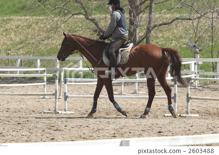 Stock Photo: equestrian, horseback riding, horse back riding - Stock ...