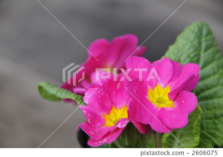 Porium·Polyanta-照片素材（圖片） [2606075] - PIXTA圖庫