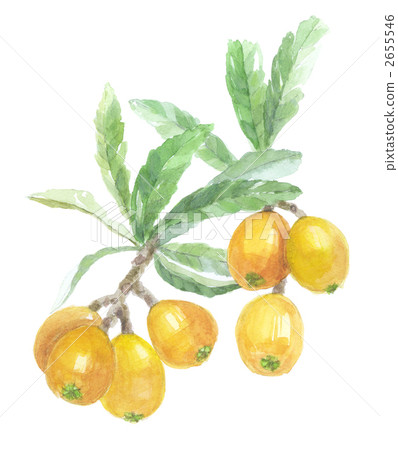Loquat with branches - Stock Illustration [2655546] - PIXTA