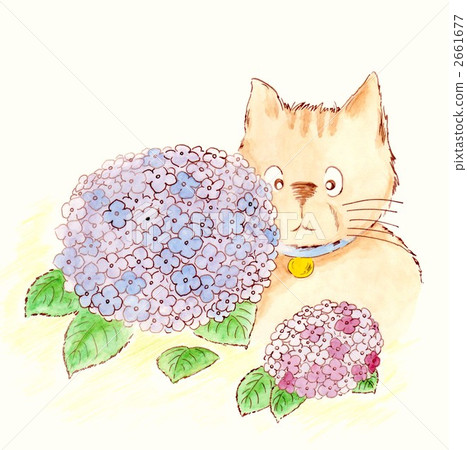 Hydrangea cat - Stock Illustration [2661677] - PIXTA