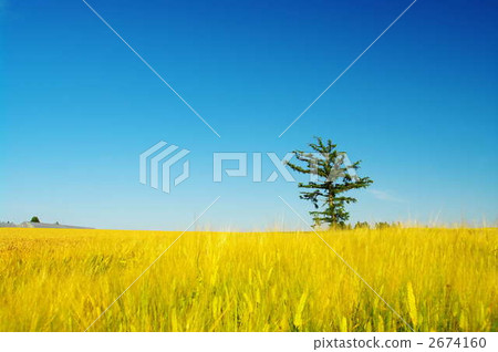 wheat field, wheatfield, farm - Stock Photo [2674160] - PIXTA
