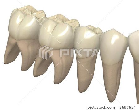 Right lower molar section - Stock Illustration [2697634] - PIXTA