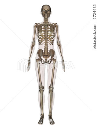 Female human body model - Stock Illustration [2724483] - PIXTA
