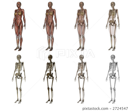 Female human body model - Stock Illustration [2724547] - PIXTA