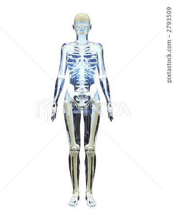 framework, skeletal, skeleton - Stock Illustration [2793509] - PIXTA