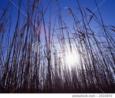 Reed - Stock Photo [2810850] - PIXTA