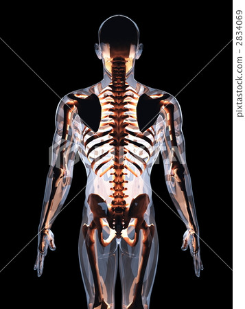 skeleton, framework, skeletal - Stock Illustration [2834069] - PIXTA
