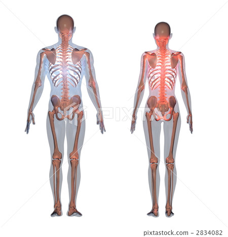 human body, skeleton, framework - Stock Illustration [2834082] - PIXTA