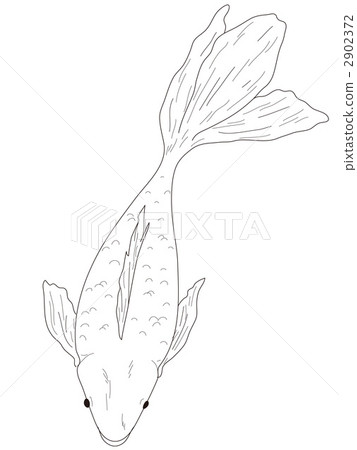 Fish seen from above - Stock Illustration [2902372] - PIXTA