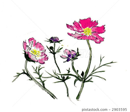 Cosmos (hand-drawn illustration) - Stock Illustration [2903595] - PIXTA