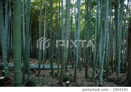 edible bamboo, bamboo, moso bamboo - Stock Photo [2904391] - PIXTA