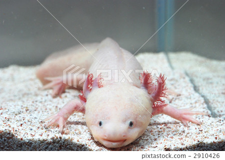 Wooper looper - Stock Photo [2910426] - PIXTA