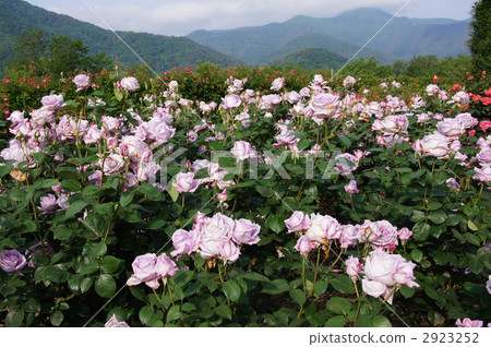 Sakaki Chikumagawa Rose Park - Stock Photo [2923252] - PIXTA