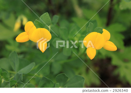 lotus japonicus, perennials, fabaceae - Stock Photo [2926340] - PIXTA