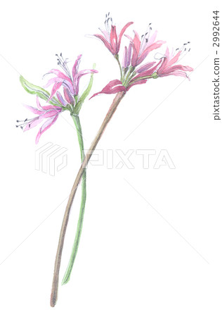 Nerine Diamond Lily Pink - Stock Illustration [2992644] - PIXTA