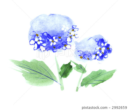 hydrangea - Stock Illustration [2992659] - PIXTA