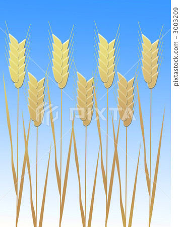 wheat, cion, barley - Stock Illustration [3003209] - PIXTA