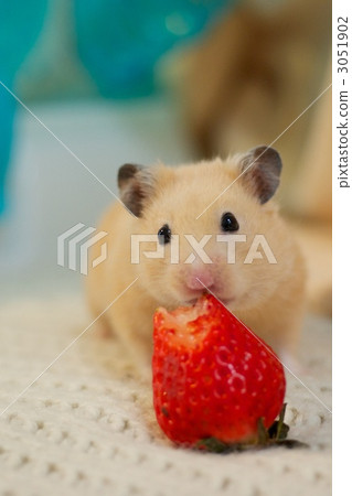 Hamsters Eating Strawberries