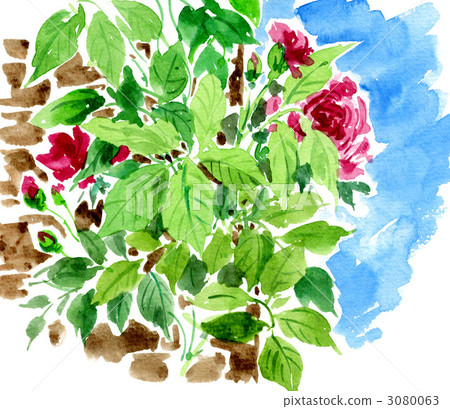 climbing rose, rambling rose, illustration - Stock Illustration ...