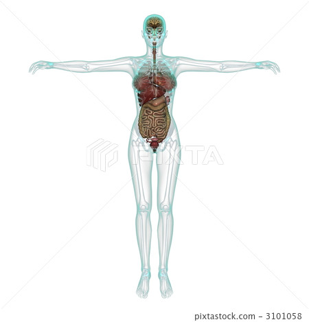 Female human body model - Stock Illustration [3101058] - PIXTA