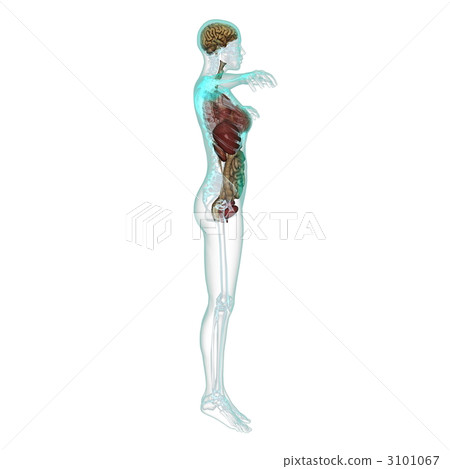 Female human body model - Stock Illustration [3101067] - PIXTA