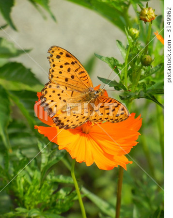Kivana cosmos & butterflies - Stock Photo [3149962] - PIXTA