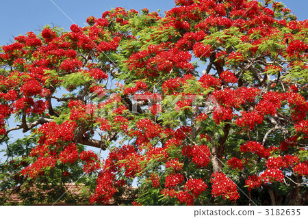 Flame tree in full bloom - Stock Photo [3182635] - PIXTA