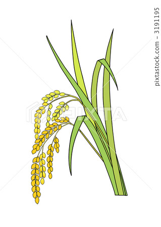New rice ear - Stock Illustration [3191195] - PIXTA