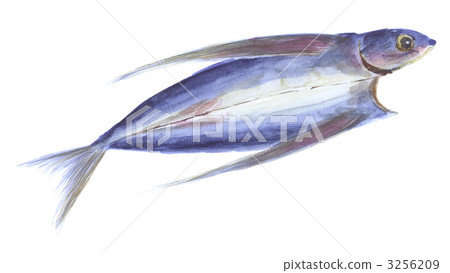 Open chin (flying fish) overnight dried - Stock Illustration [3256209 ...