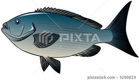 kuromejina, mejina fish, fishing from rocks - Stock Illustration ...