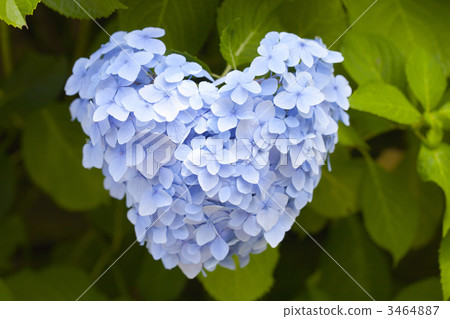 Heart hydrangea - Stock Photo [3464887] - PIXTA