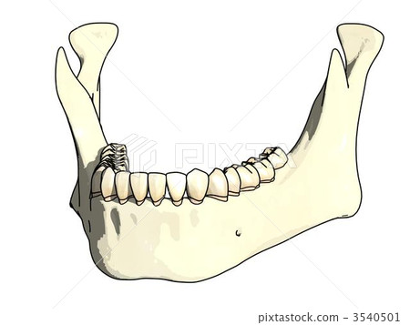 Mandible - Stock Illustration [3540501] - PIXTA