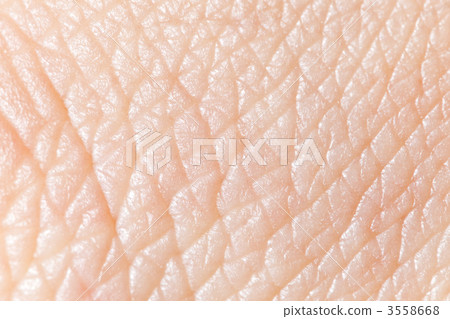 Human skin-照片素材（圖片） [3558668] - PIXTA圖庫