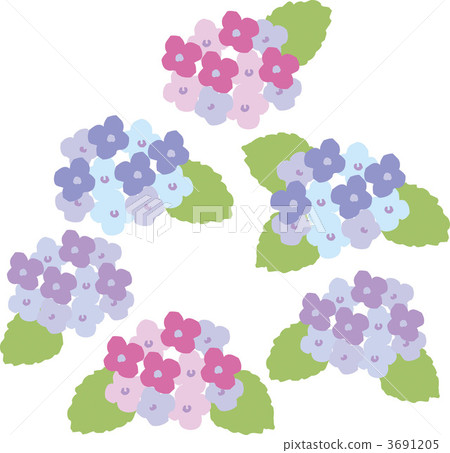 Hydrangea - Stock Illustration [3691205] - PIXTA
