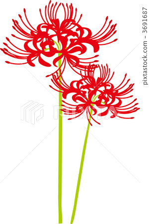 cluster amaryllis - Stock Illustration [3691687] - PIXTA