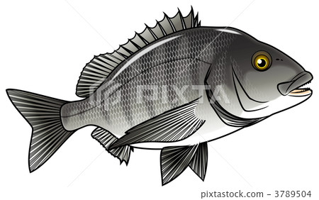 japanese black porgy, black porgy, bream - Stock Illustration [3789504 ...