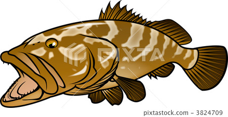 saw-edged perch, longtooth grouper, kuemasu - Stock Illustration ...