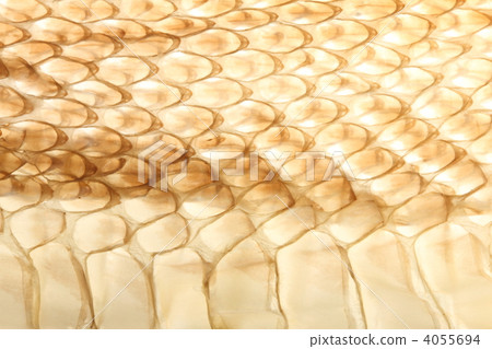 Snake's shell - Stock Photo [4055694] - PIXTA