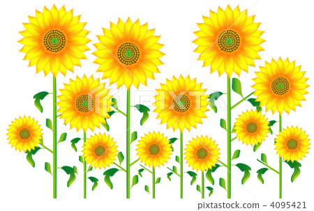 sunflower - Stock Illustration [4095421] - PIXTA