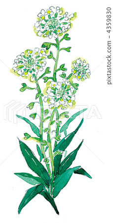 Penpeg - Stock Illustration [4359830] - PIXTA