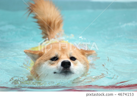 Do Shiba Inus Like To Swim