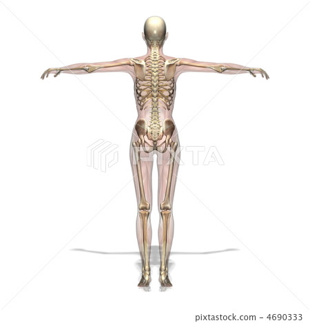 Female human body model - Stock Illustration [4690333] - PIXTA