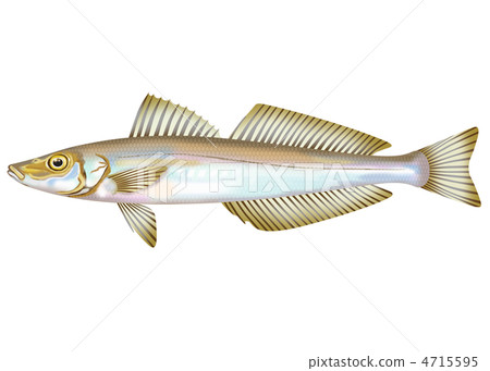 Japanese whiting - Alchetron, The Free Social Encyclopedia