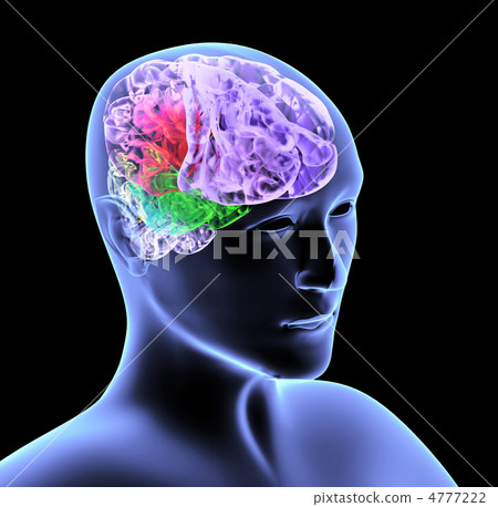 Brain-插圖素材 [4777222] - PIXTA圖庫