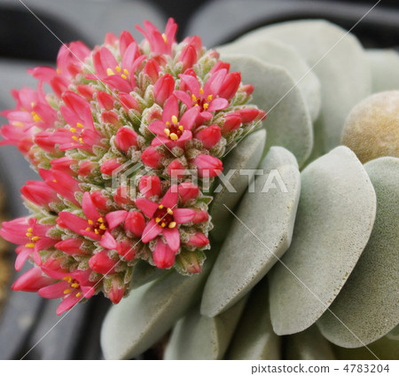 Cactus variety Lu Chih picture - Stock Photo [4783204] - PIXTA
