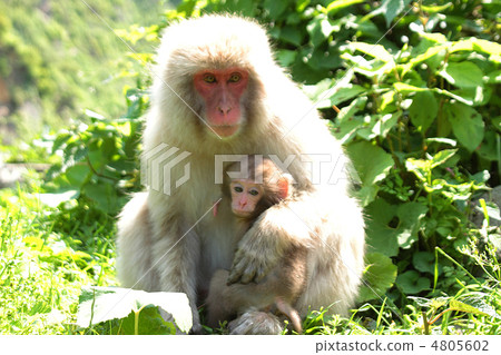 Parent and child of monkey - Stock Photo [4805602] - PIXTA