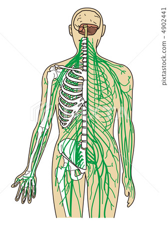 Human nerve pathway (front / rear) - Stock Illustration [4902441] - PIXTA